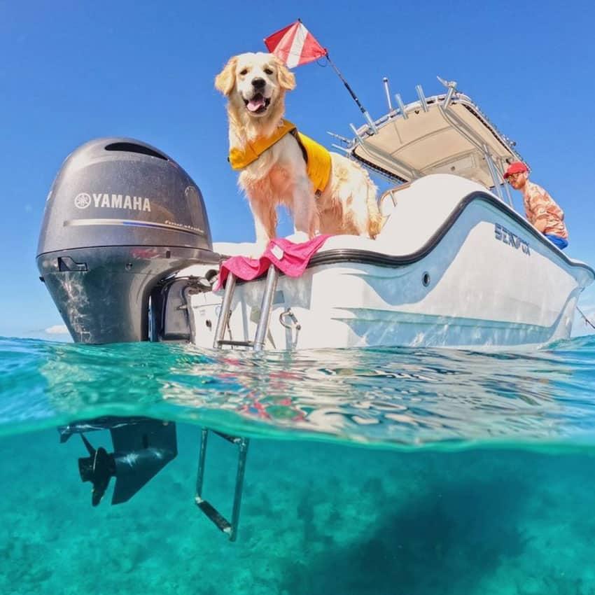 SEA FOX BOAT COMPANY | Best Center Console Boats, side, dual console ...